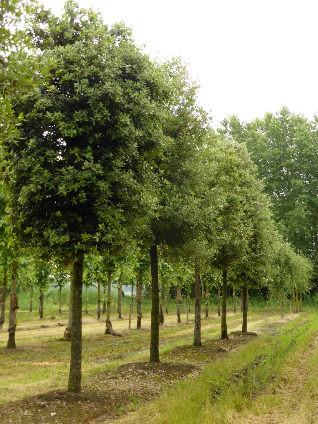Quercus ilex | dub cezmínový - Van den Berk škôlky