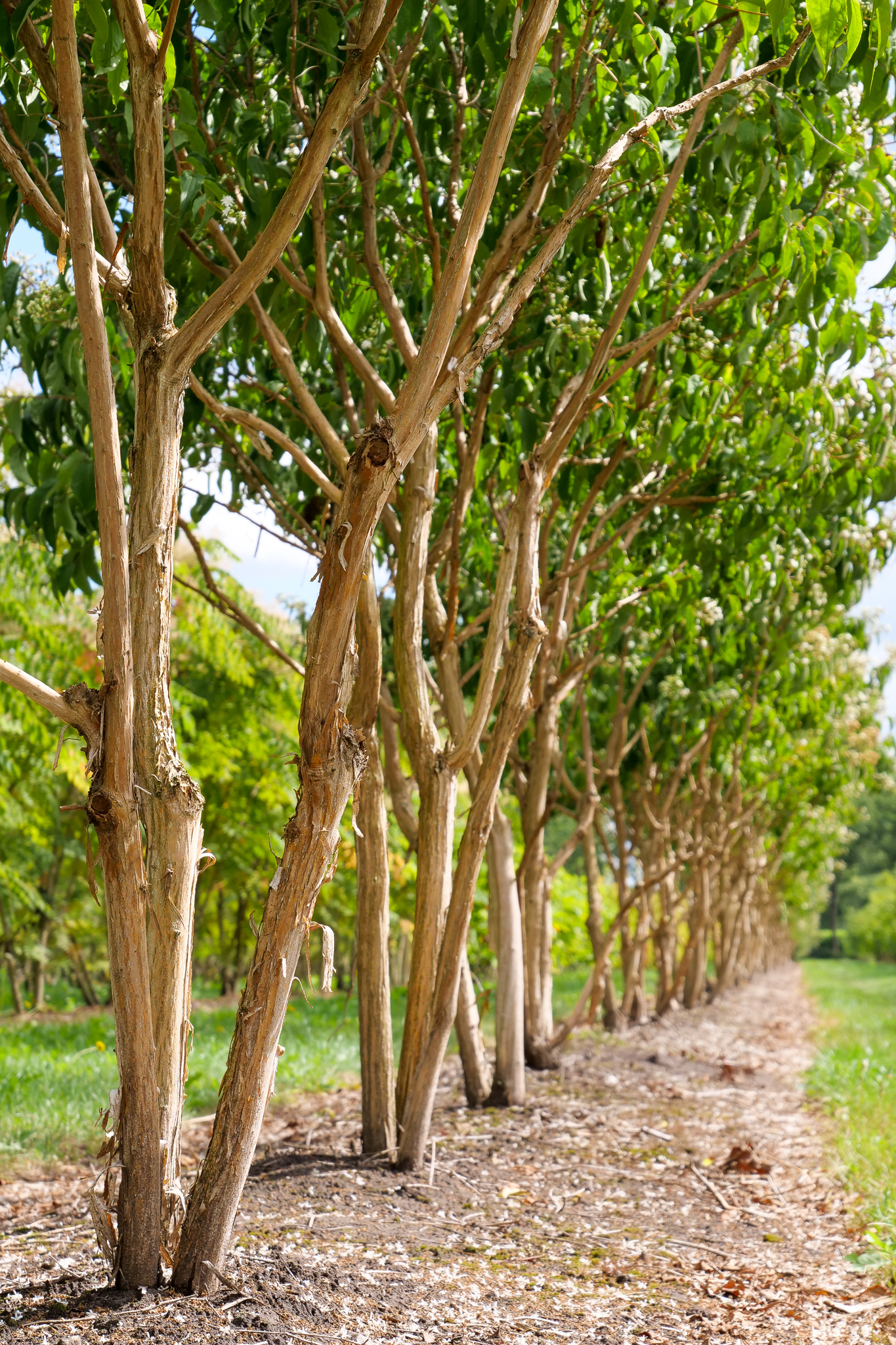 Heptacodium miconioides | Seven-son flower - Van den Berk Školky