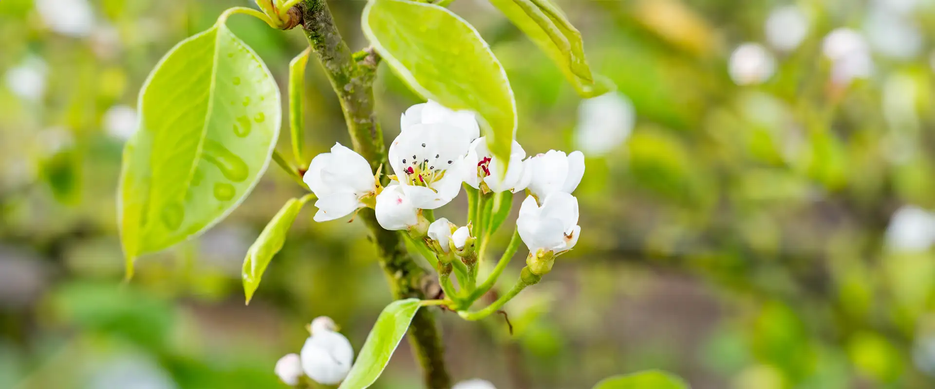 Pyrus communis 'Peradel' | Pyrus communis 'Peradel' - Van den Berk škôlky