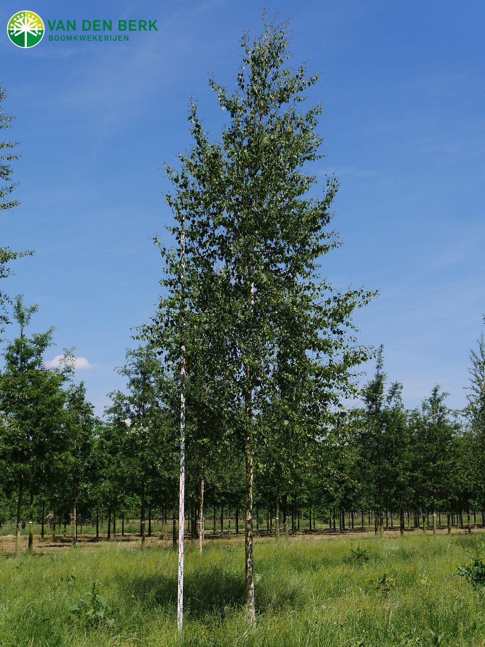 Betula pendula | Common silver birch, European birch - Van den Berk Školky