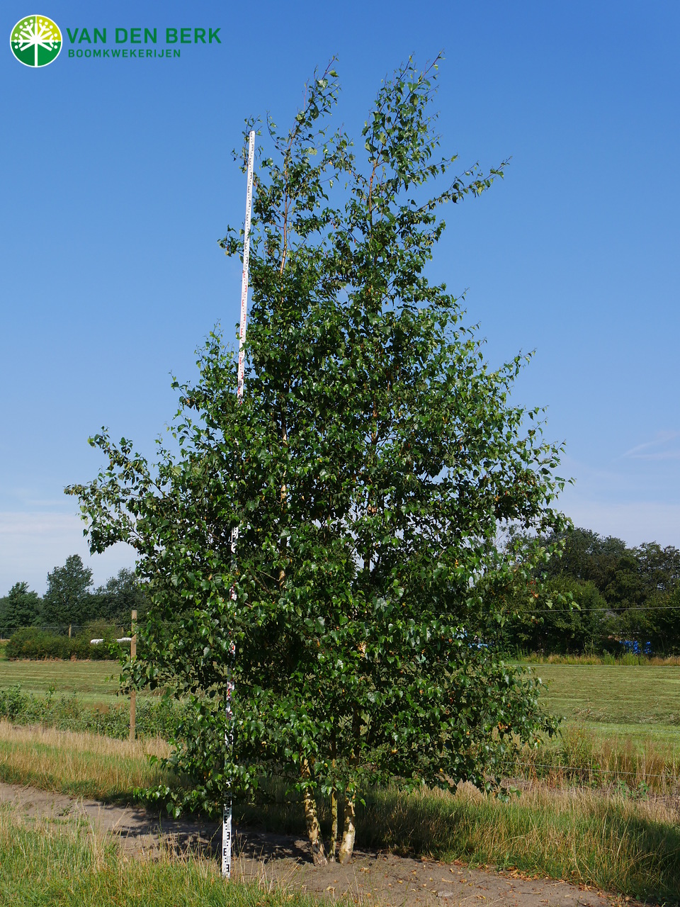 Betula pendula | Common silver birch, European birch - Van den Berk Školky