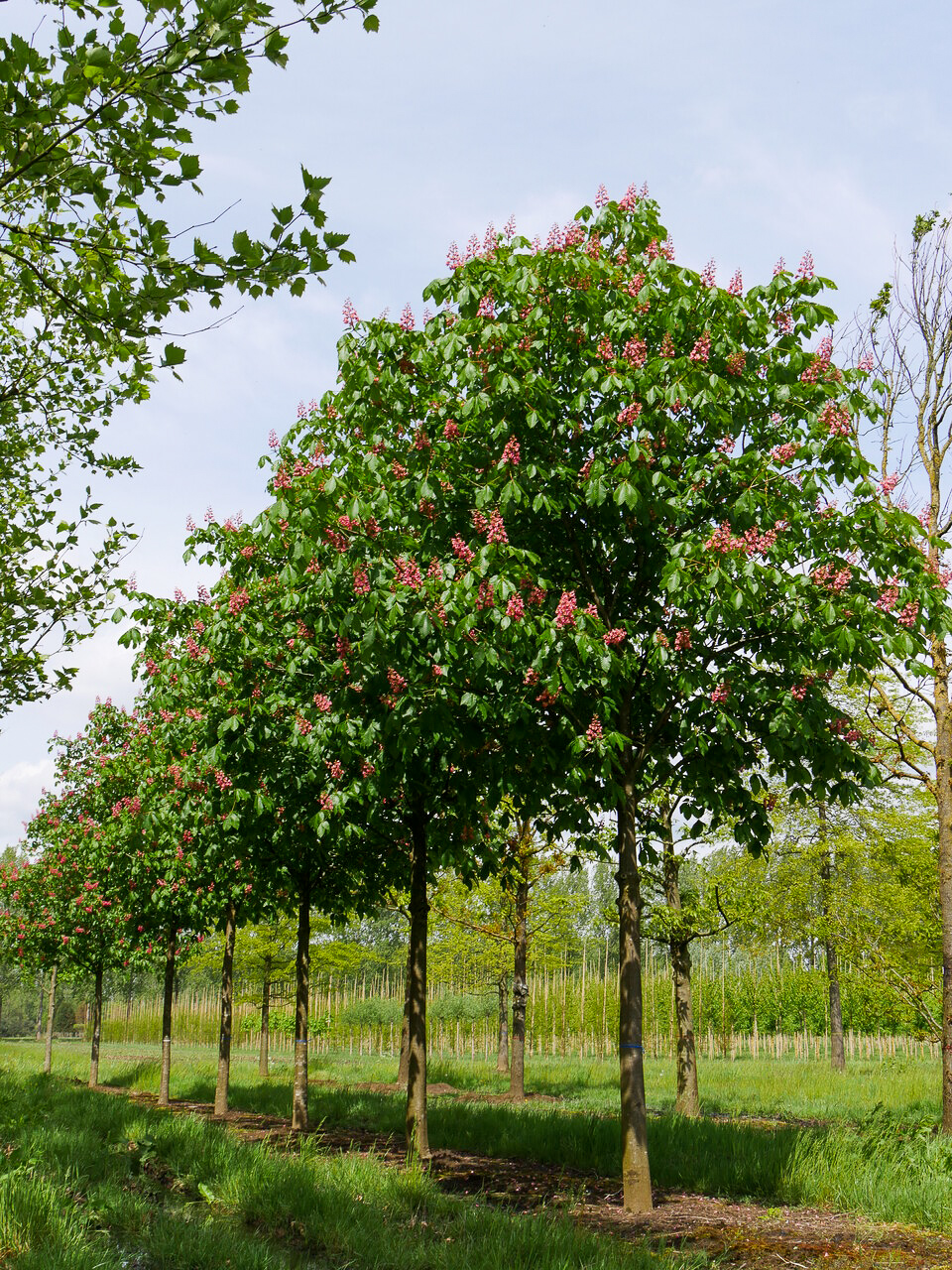Aesculus ×carnea 'Briotii' | Aesculus ×carnea 'Briotii' - Van den Berk ...