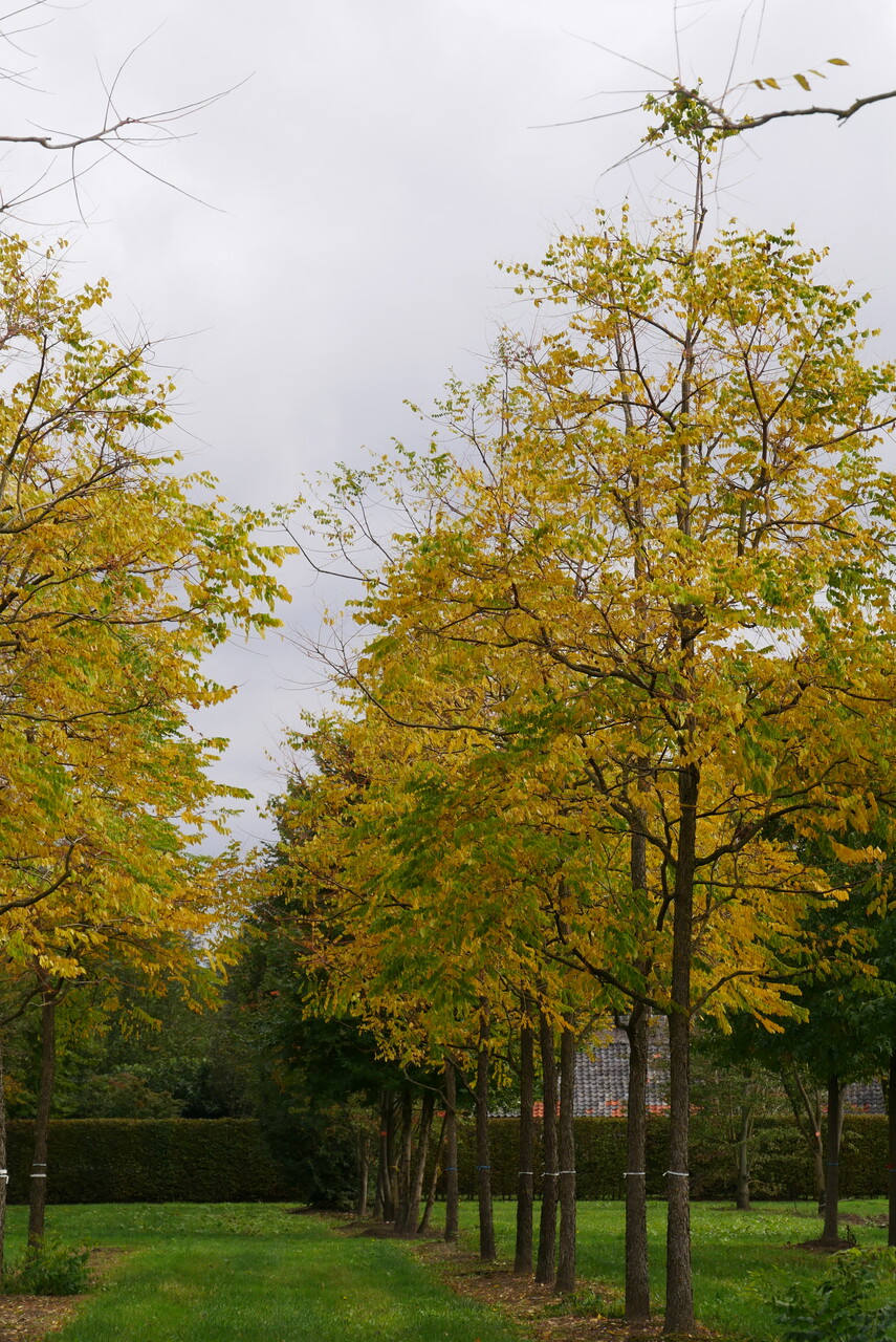 Gymnocladus dioica | Kentucky coffee tree - Van den Berk Školky