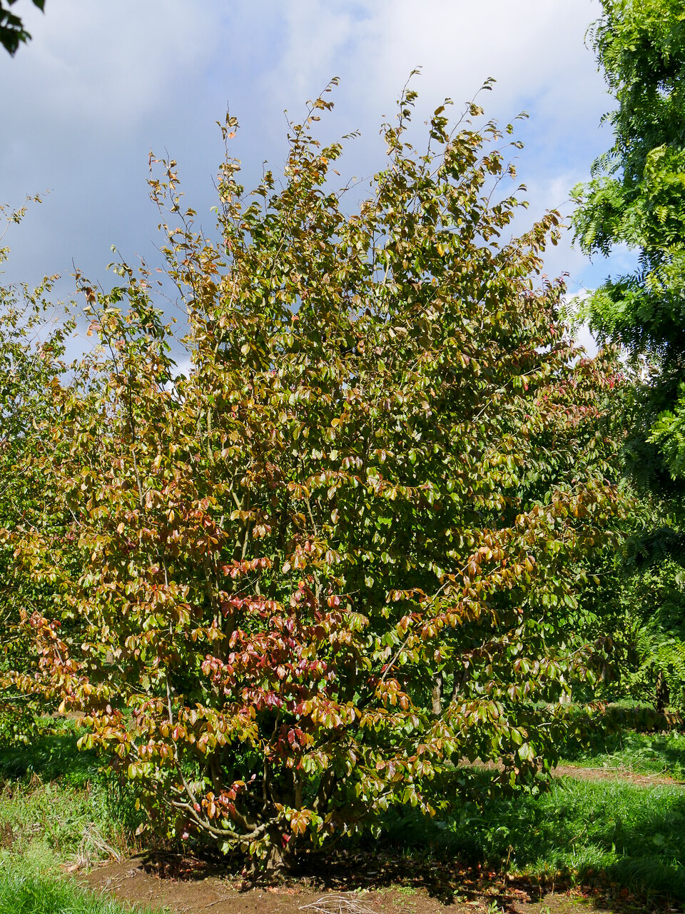 Parrotia persica | Persian ironwood - Van den Berk Školky