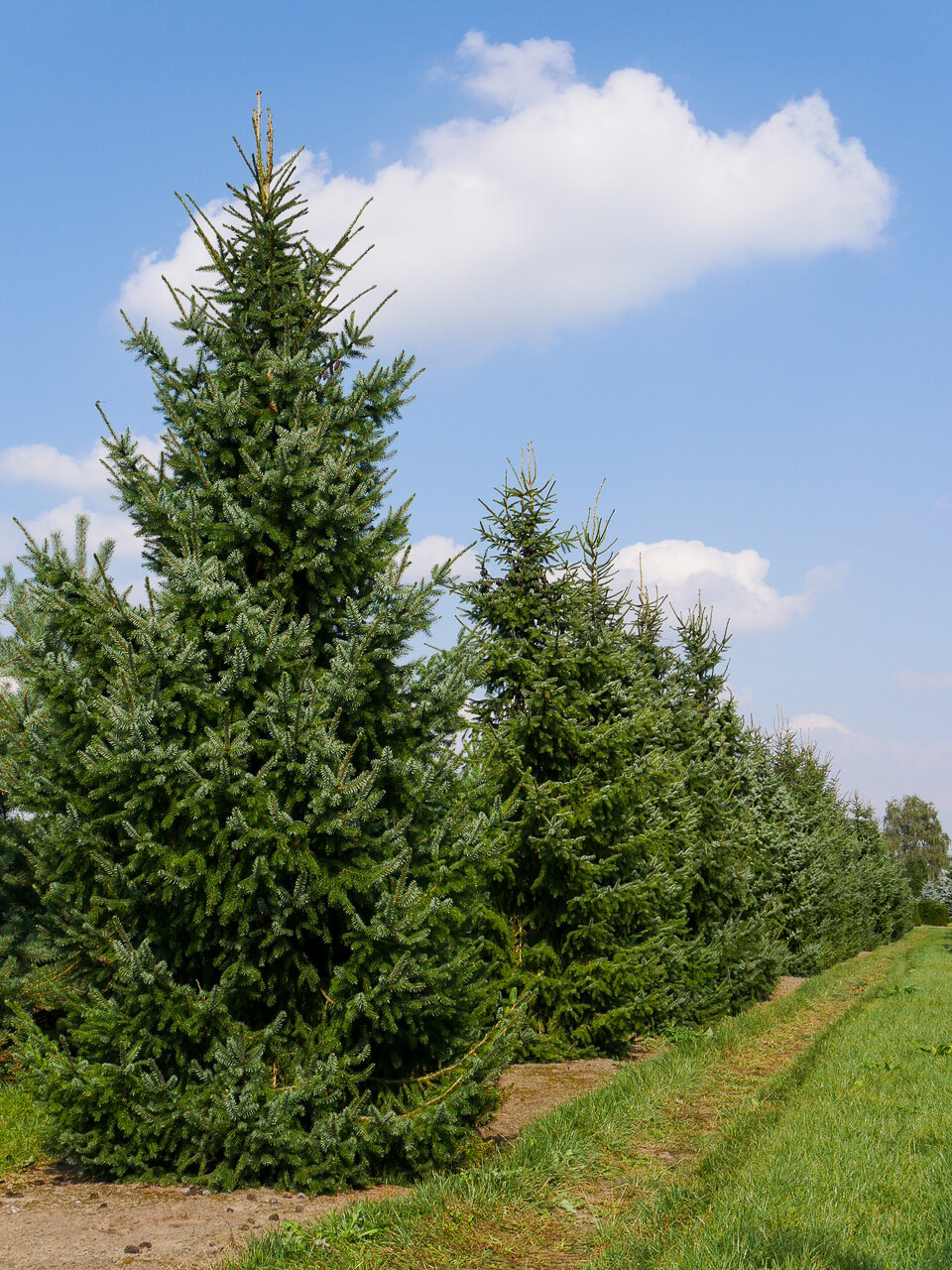 Picea omorika | Serbian spruce - Van den Berk Školky