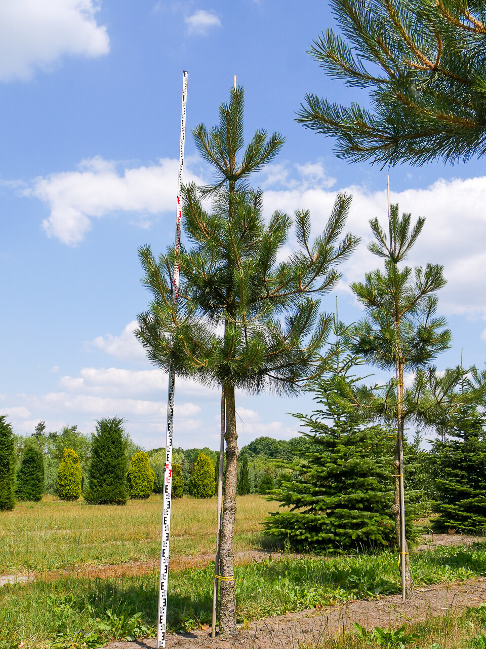Pinus nigra subsp. nigra | Austrian pine, Black pine - Van den Berk Školky