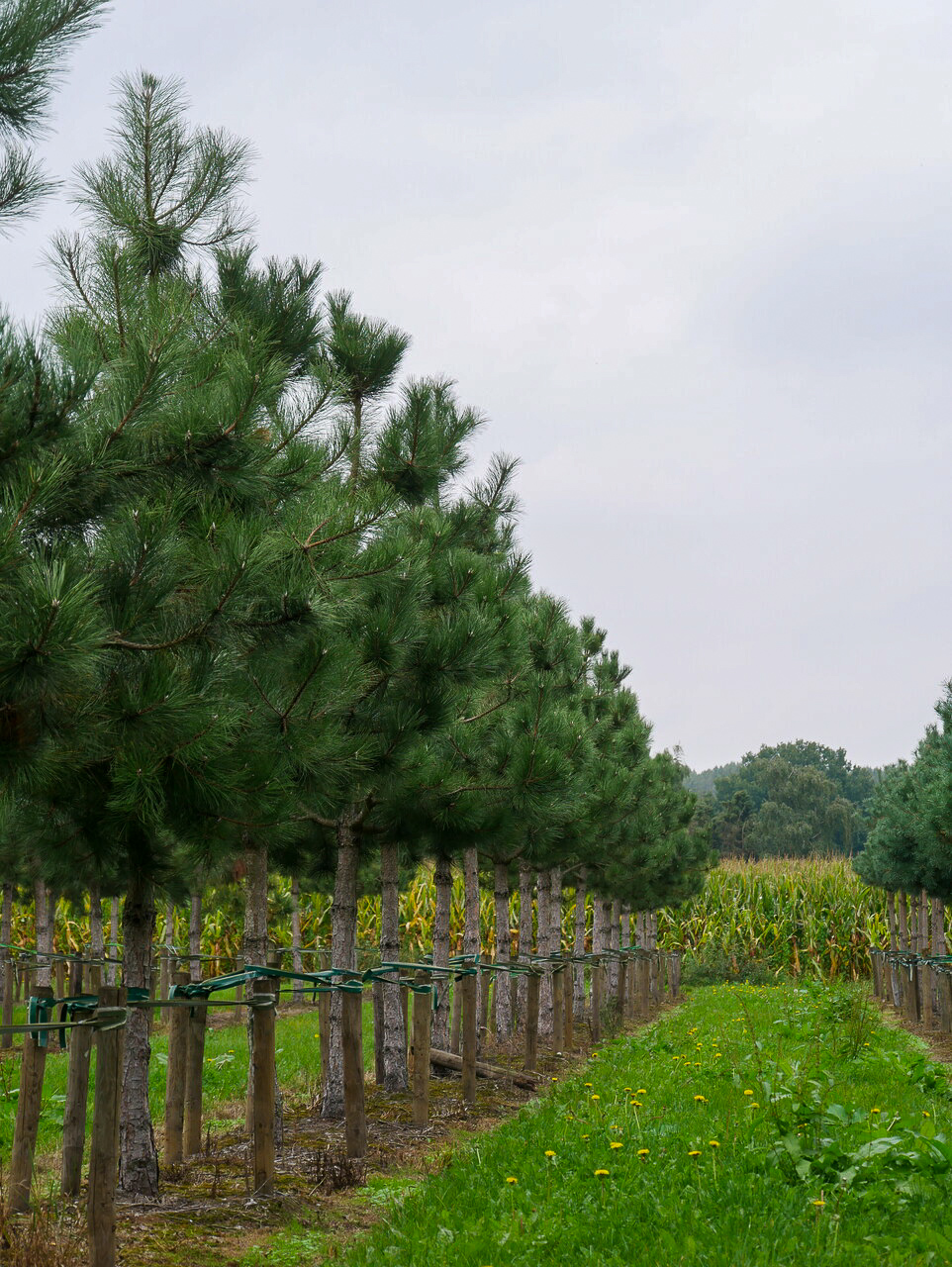 Pinus nigra subsp. nigra | Austrian pine, Black pine - Van den Berk Školky