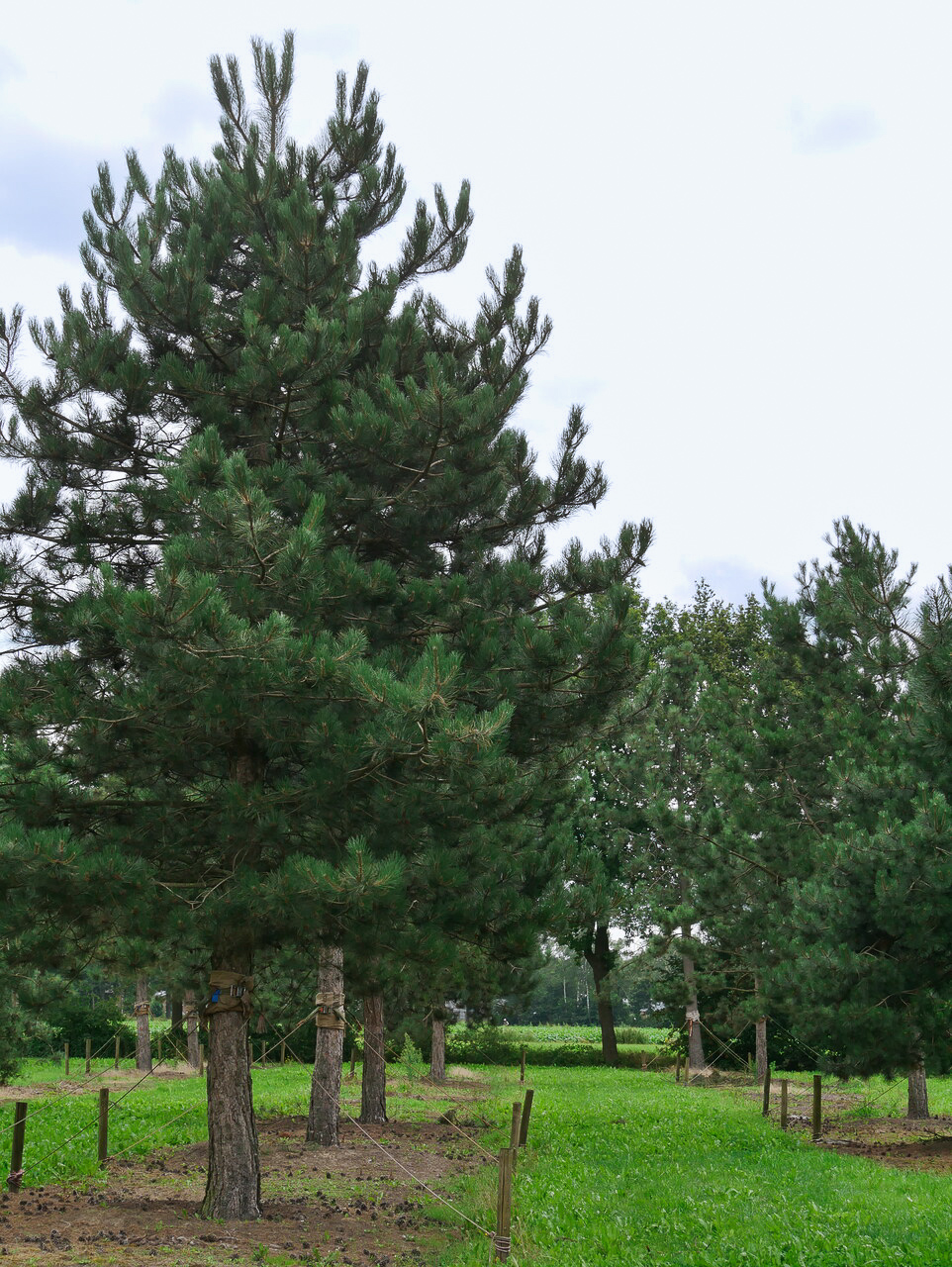 Pinus nigra subsp. nigra | Austrian pine, Black pine - Van den Berk Školky