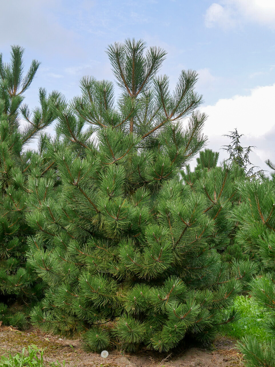 Pinus Nigra Nigra