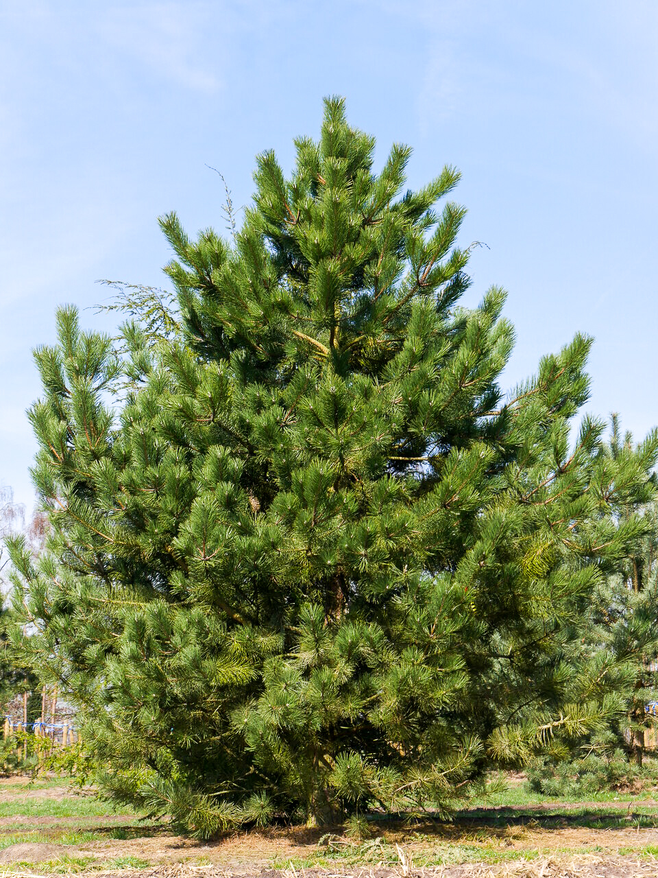 Pinus nigra subsp. nigra | Austrian pine, Black pine - Van den Berk Školky