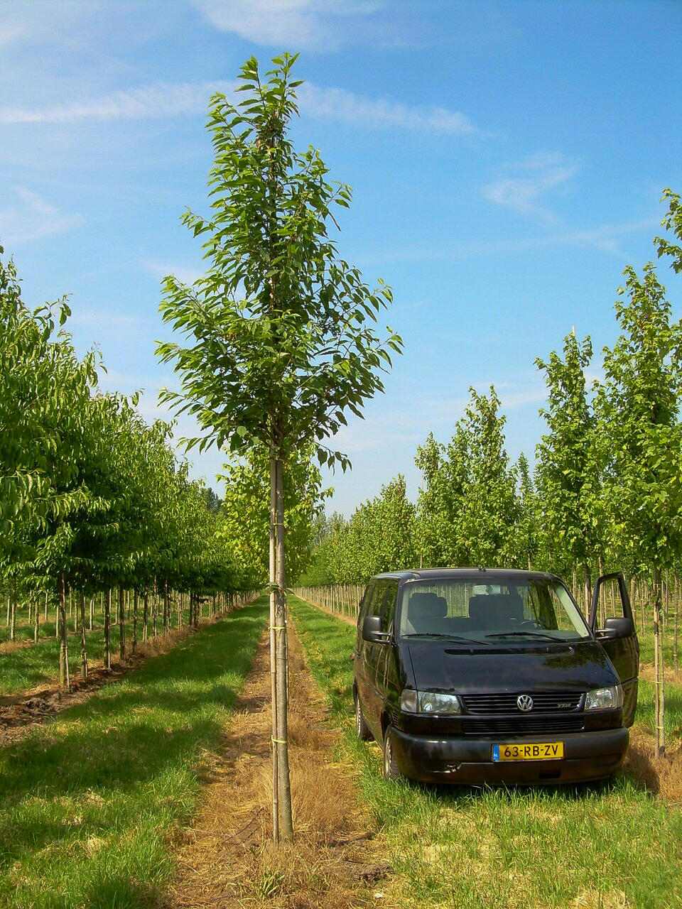 Prunus avium 'Plena' | Prunus avium 'Plena' - Van den Berk Školky