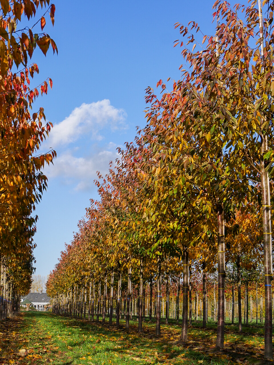 Prunus Avium Plena Prunus Avium Plena Van Den Berk Školky 4391