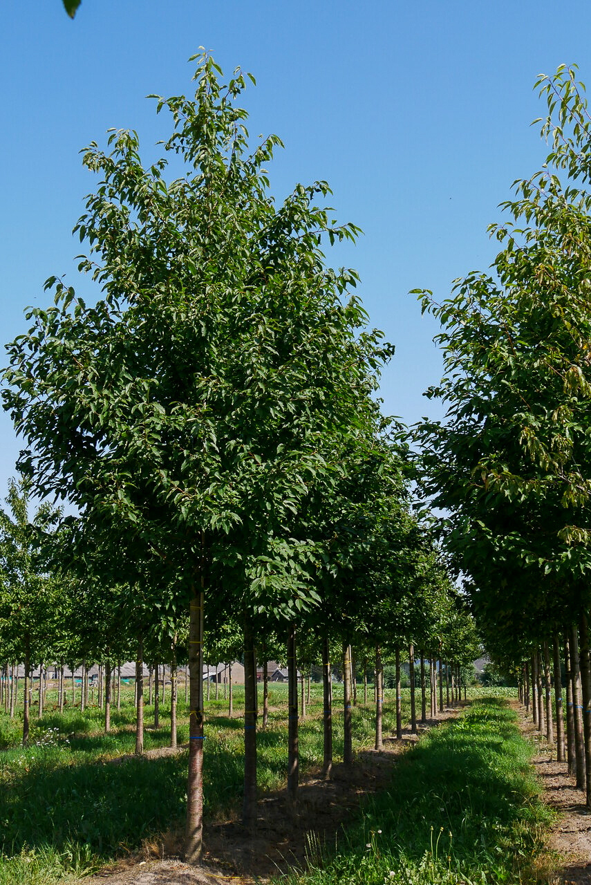 Prunus Avium Plena Prunus Avium Plena Van Den Berk Školky 9907
