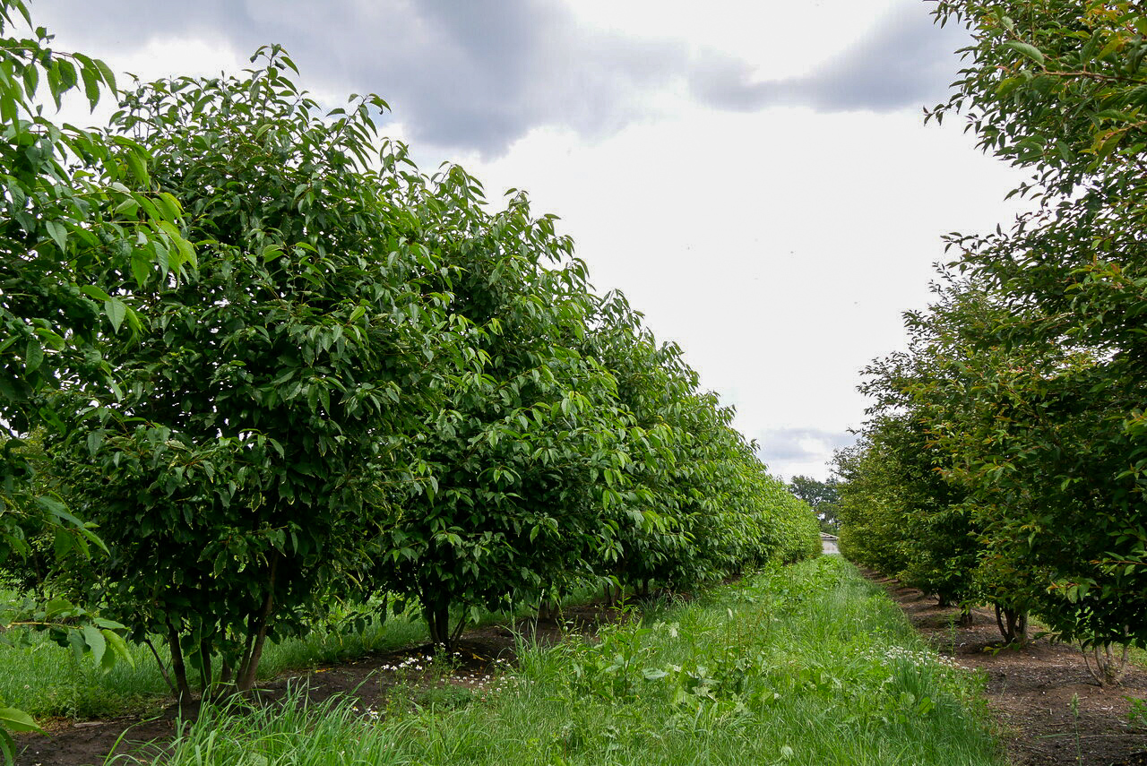 Prunus Avium Plena Prunus Avium Plena Van Den Berk Školky 6793