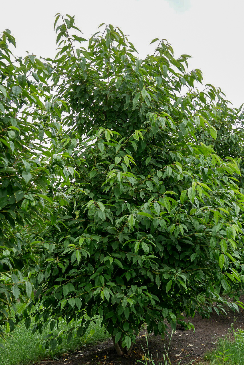Prunus Avium Plena Prunus Avium Plena Van Den Berk Školky 6269