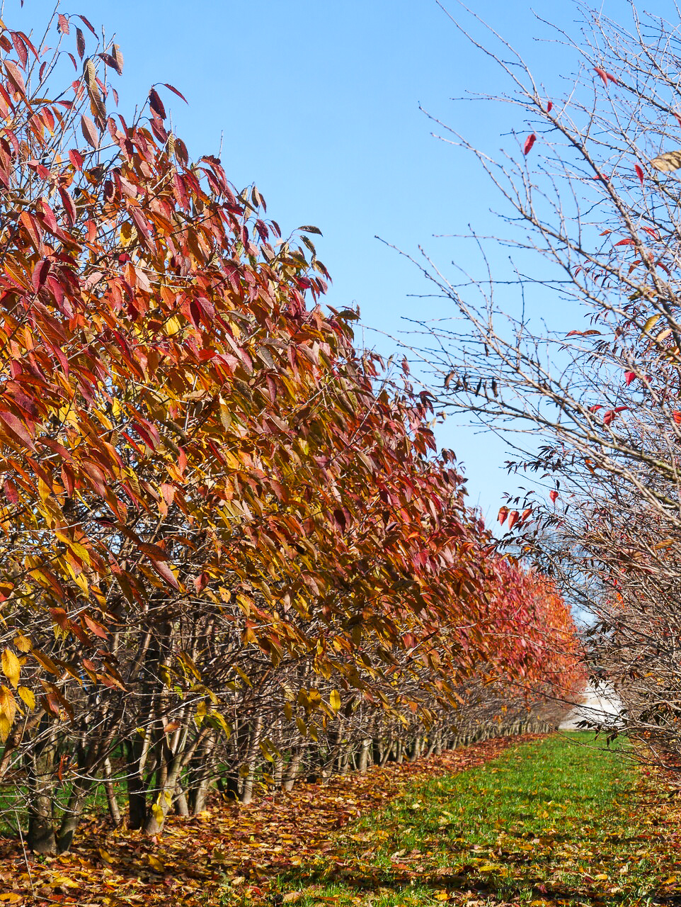 Prunus Avium Plena Prunus Avium Plena Van Den Berk Školky 3004