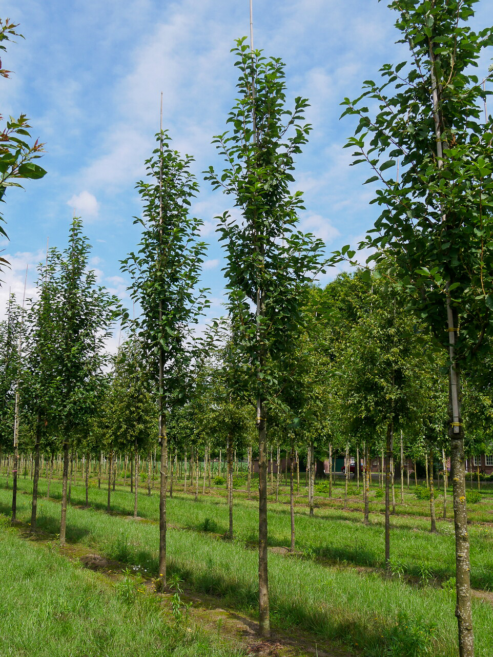 Prunus padus | European bird cherry - Van den Berk Školky