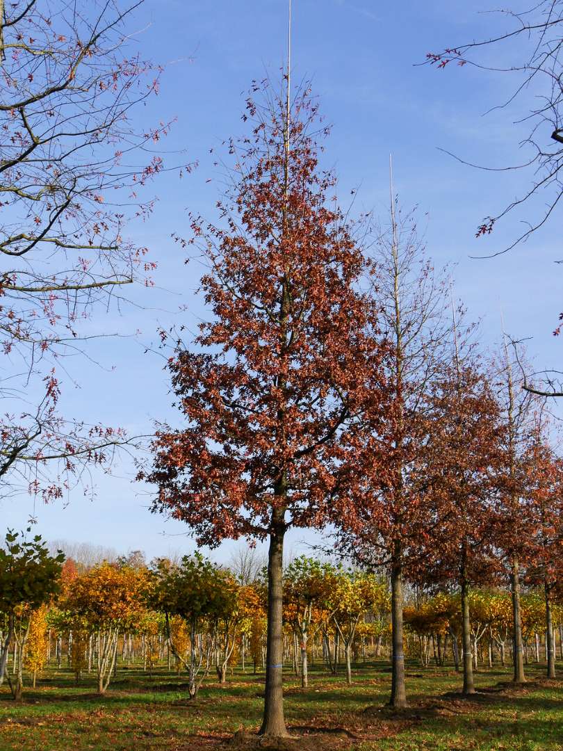 Quercus palustris | Pin oak, Swamp oak - Van den Berk Školky