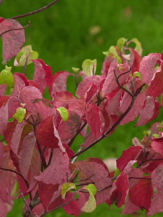 Cornus florida | Flowering dogwood - Van den Berk Školky