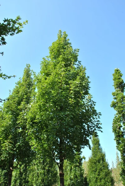 Acer rubrum 'Karpick' | Acer rubrum 'Karpick' - Van den Berk Školky